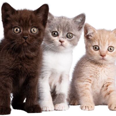 Scottish Straight Kedi Irkı Özellikleri ve Bakımı - Pet İhtiaç Blog