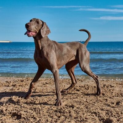 Weimaraner Köpek Irkı Özellikleri ve Bakımı - Pet İhtiyaç Blog