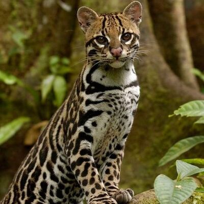 Oselo Kedisi Özellikleri ve Bakımı - Pet İhtiyaç Blog