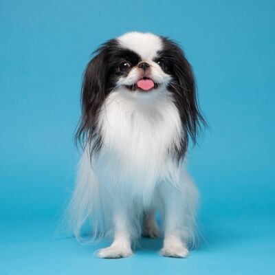 Japanese Spaniel Köpek Irkı Özellikleri ve Bakımı - Pet İhtiyaç
