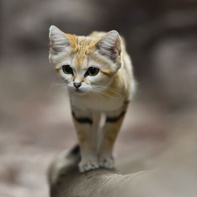 Kum Kedisi (Benekli Kedi) Özellikleri - Pet İhtiyaç Blog